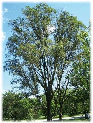 Biología y Geología 1º ESO: EL OLMO